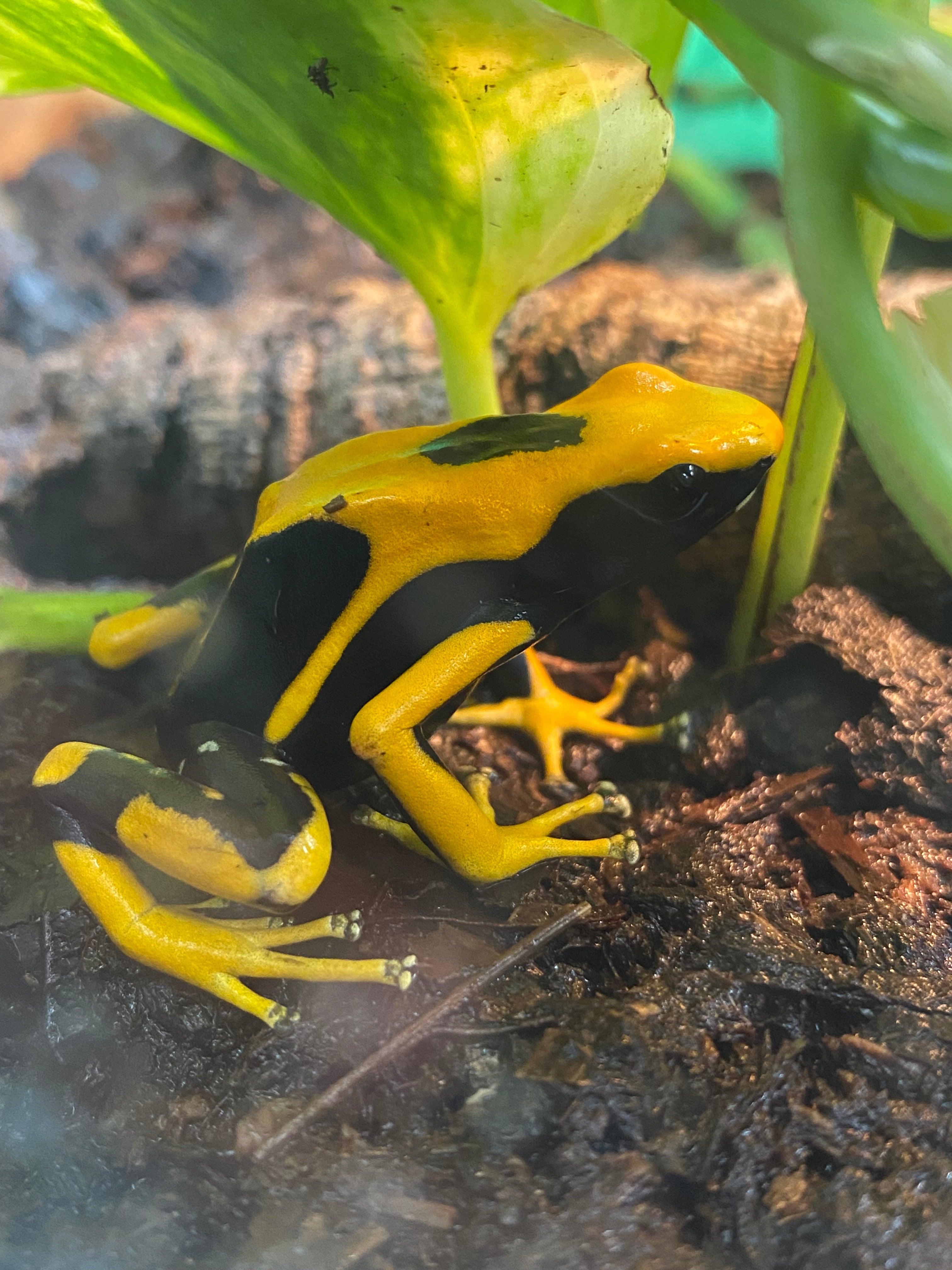 Bumblebee Dart Frogs – Primal Paradise Pets